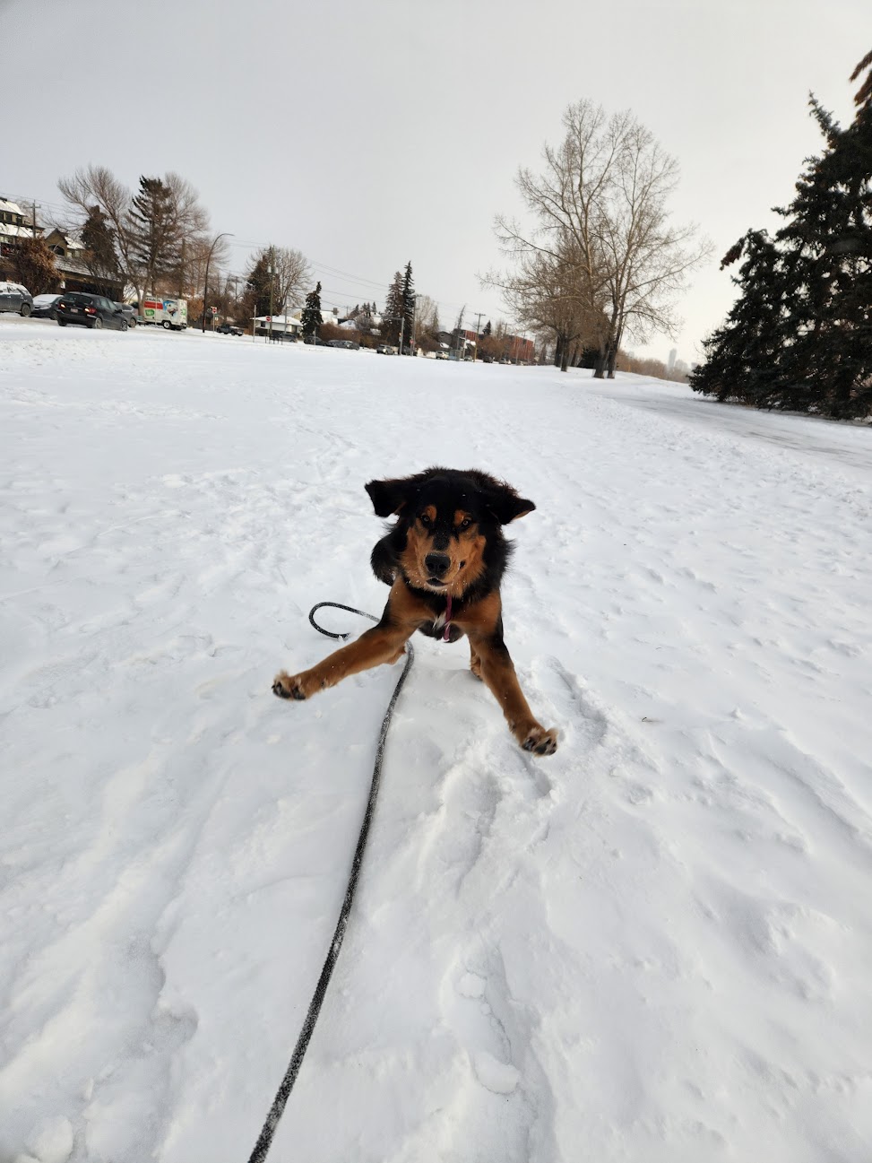 Solar Pawz | Calgary Dog Walking | Local Dog Walker